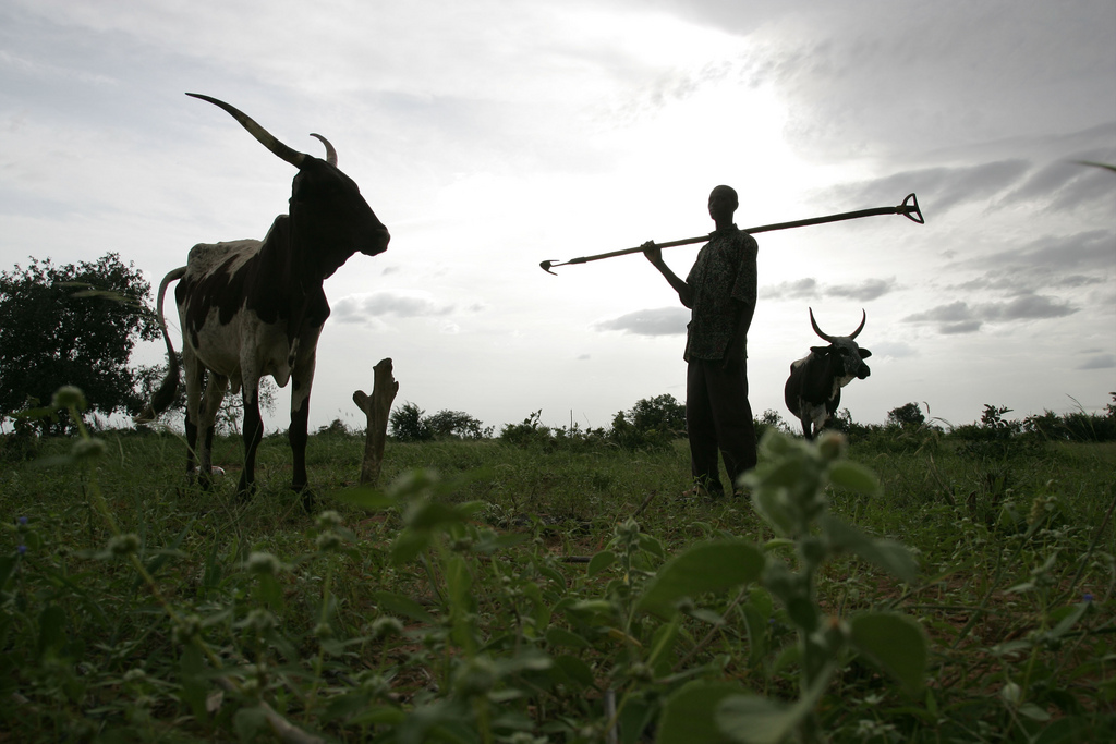 Genetic Markers Identified to Help Improve Productivity and Resilience ...