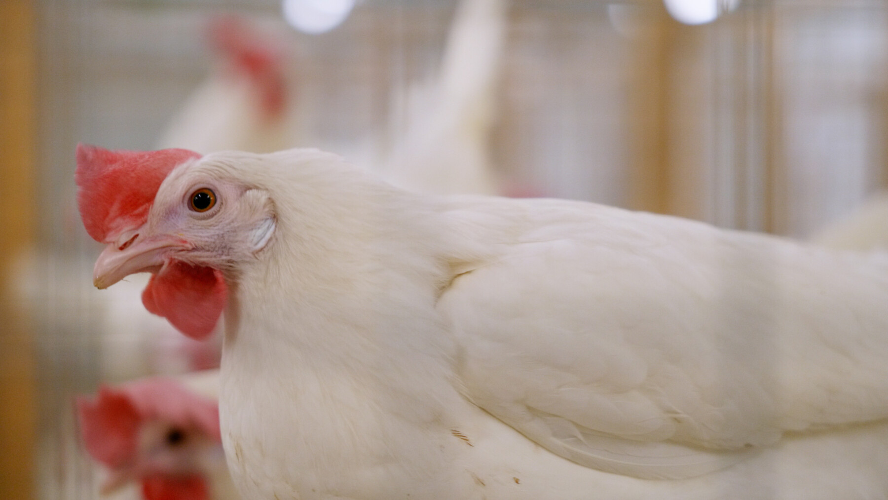 Genetic clues could help breed chickens resilient to flu